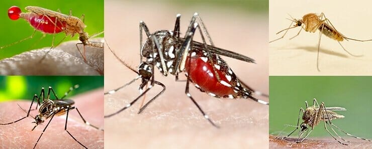 Le zanzare più conosciute e le più pericolose - Punto Sicurezza Casa Le zanzare più conosciute e le più pericolose - Punto Sicurezza Casa